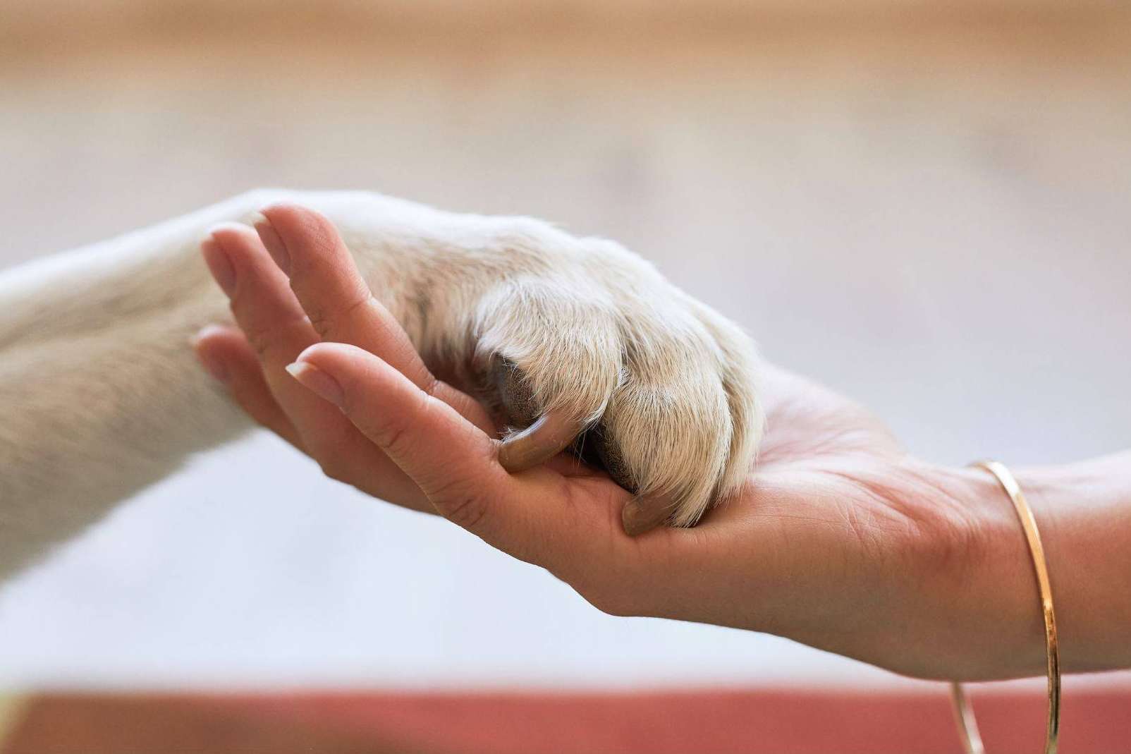 Seguro VetEasy para la nueva Ley de Bienestar Animal - Corporate
